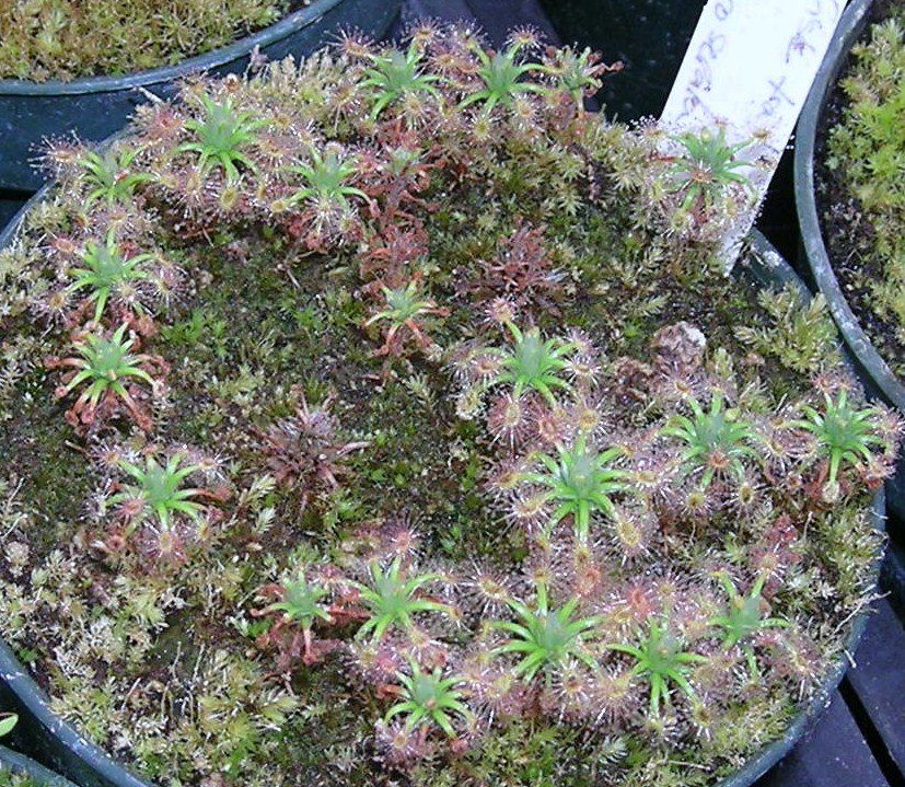 Drosera verrucata photos
